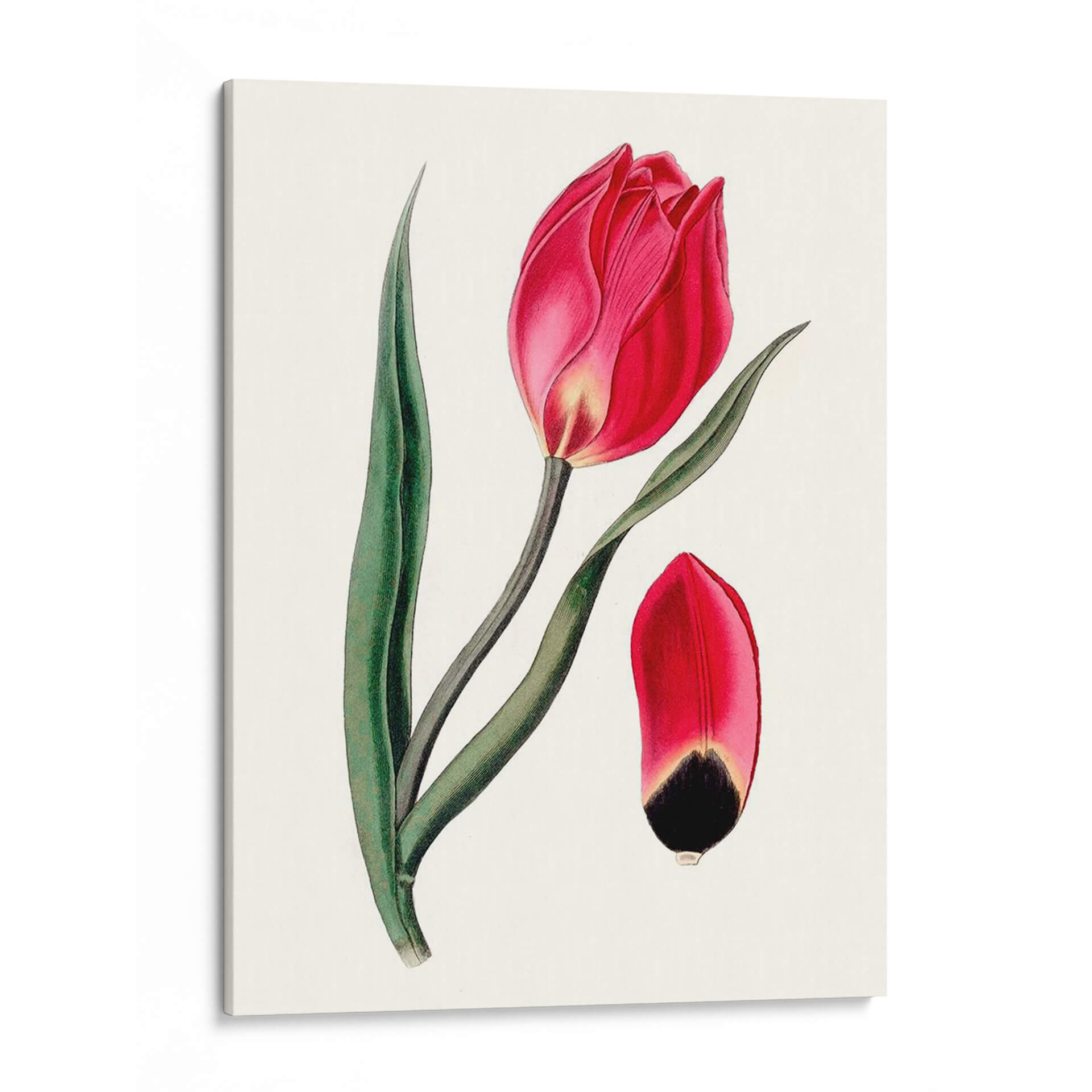 Blooms Roseate Ii - Vision Studio Cuadro Decorativo, Canvas Lab