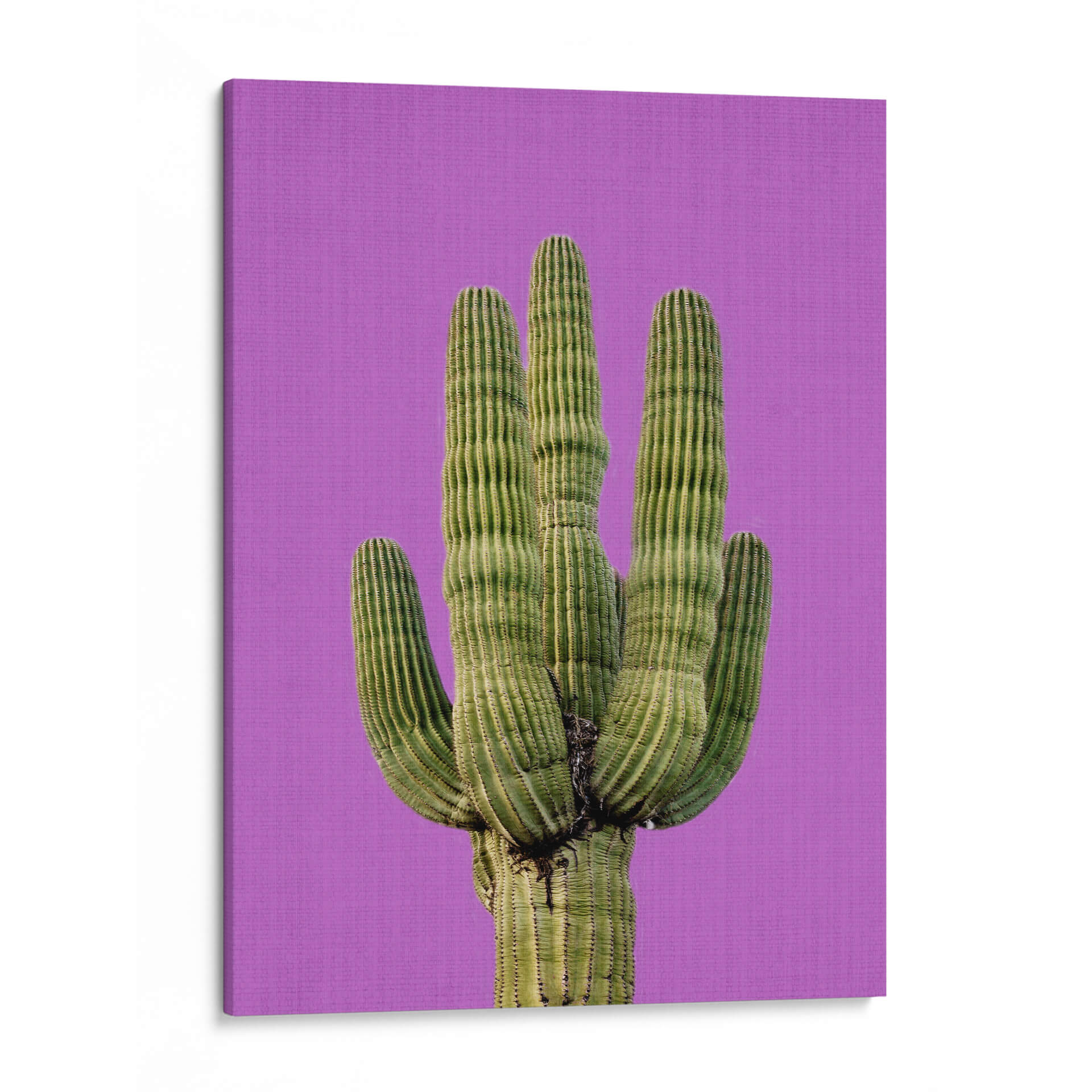 Cactus Morado - Lola Peacock Cuadro Decorativo, Canvas Lab