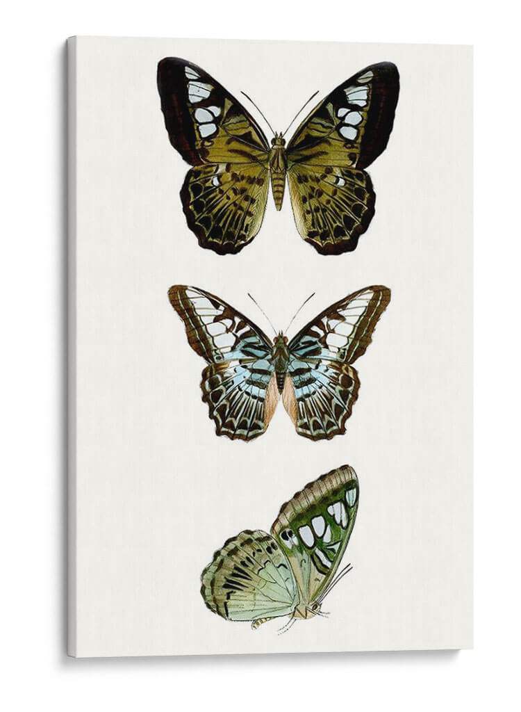 Espécimen De Mariposa Vi - Vision Studio Cuadro Decorativo, Canvas Lab
