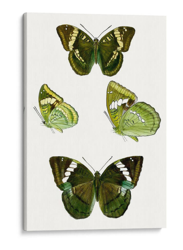 Espécimen De Mariposa Vii - Vision Studio Cuadro Decorativo, Canvas Lab