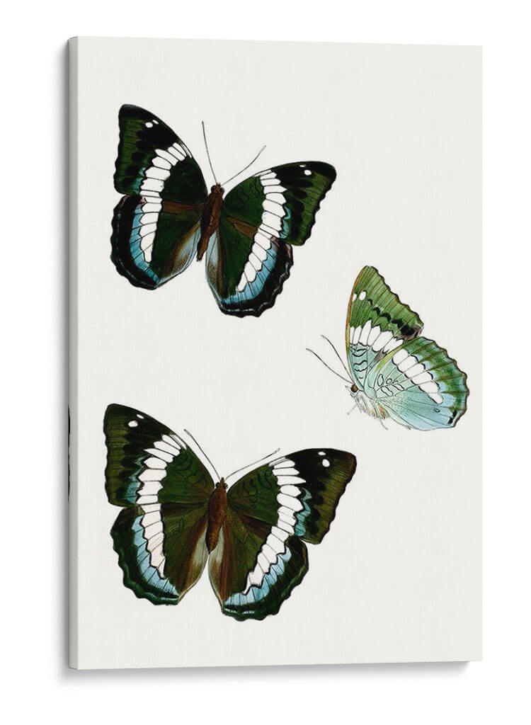 Espécimen De Mariposa Viii - Vision Studio Cuadro Decorativo, Canvas Lab